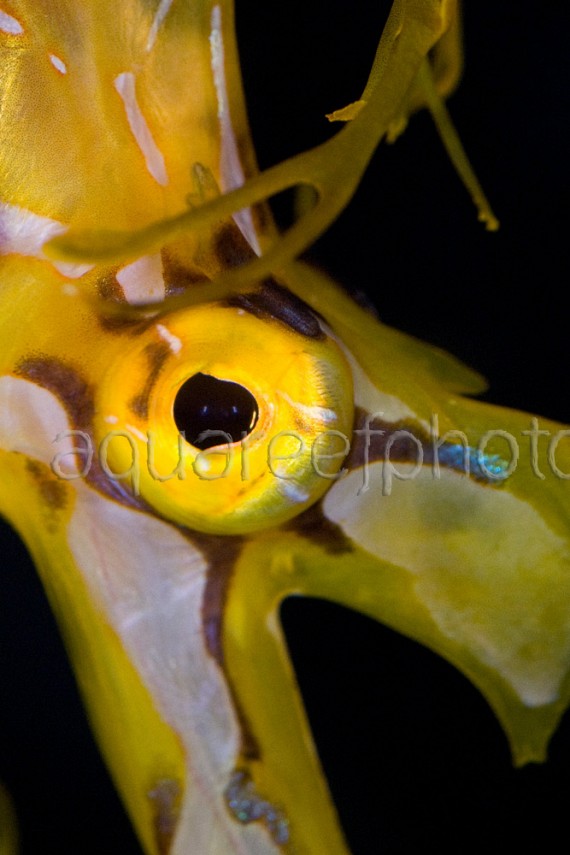 Phycodurus eques 01 « Aqua Reef Photo – Marine Photo Database & Resource