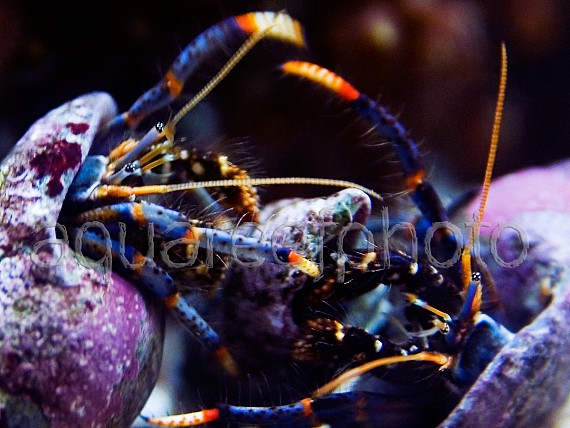 Clibanarius fight 01 « Aqua Reef Photo – Marine Photo Database & Resource