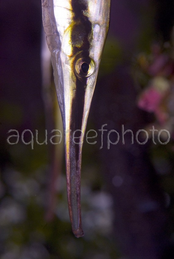 Aeoliscus strigatus 01 « Aqua Reef Photo – Marine Photo Database & Resource