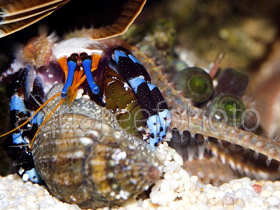 Detritivores / Scavengers « Aqua Reef Photo – Marine Photo Database ...