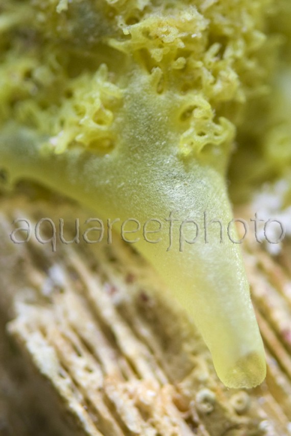 Clathrina clathrus 02 « Aqua Reef Photo – Marine Photo Database & Resource
