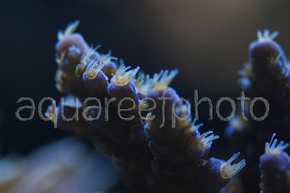 Acropora tenuis 02 « Aqua Reef Photo – Marine Photo Database & Resource