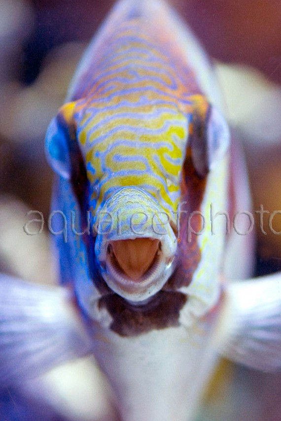 Siganus doliatus 01 « Aqua Reef Photo – Marine Photo Database & Resource