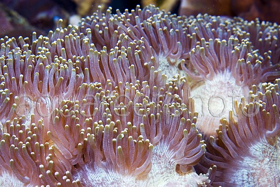 Catalaphyllia jardinei 03 « Aqua Reef Photo – Marine Photo Database ...