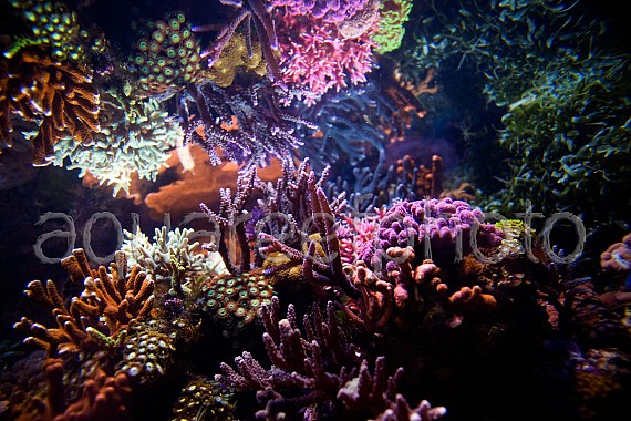 Coral reflection 2 « Aqua Reef Photo – Marine Photo Database & Resource