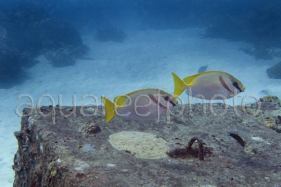 Siganus doliatus 02 « Aqua Reef Photo – Marine Photo Database & Resource