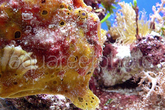 Antennarius multiocellatus 01 « Aqua Reef Photo – Marine Photo Database ...