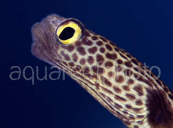 Heteroconger hassi 01 « Aqua Reef Photo – Marine Photo Database & Resource