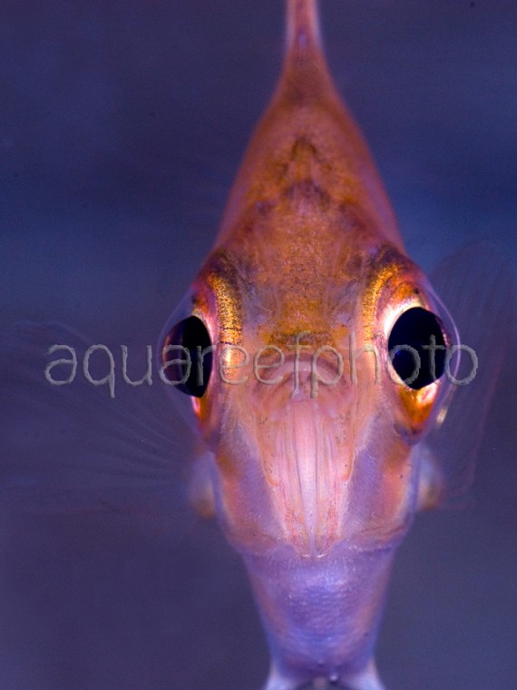 Capros aper 01 « Aqua Reef Photo – Marine Photo Database & Resource