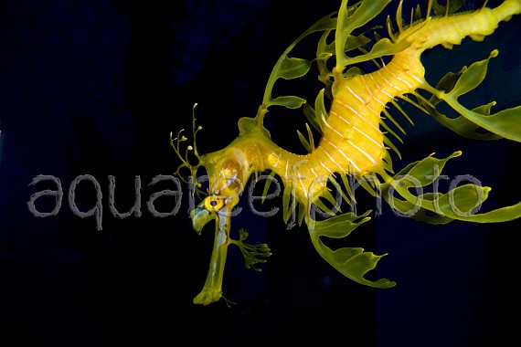Phycodurus eques 02 « Aqua Reef Photo – Marine Photo Database & Resource