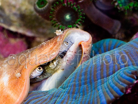 Strombus luhuanus 02 « Aqua Reef Photo – Marine Photo Database & Resource
