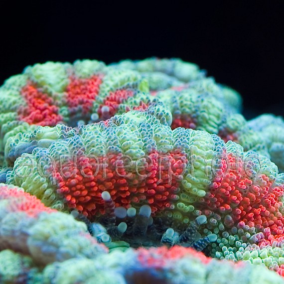 Acanthastrea lordhowensis 06 « Aqua Reef Photo – Marine Photo Database ...