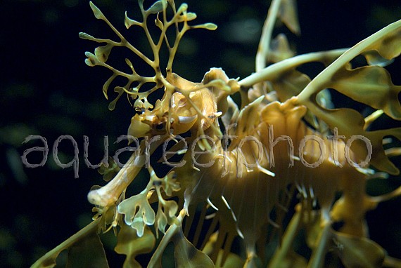 Phycodurus eques 03 « Aqua Reef Photo – Marine Photo Database & Resource
