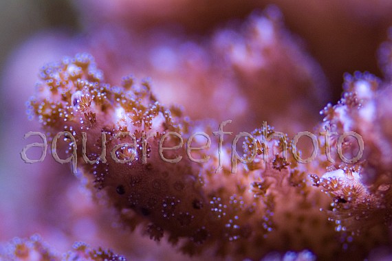 Pocillopora damicornis 02 « Aqua Reef Photo – Marine Photo Database ...