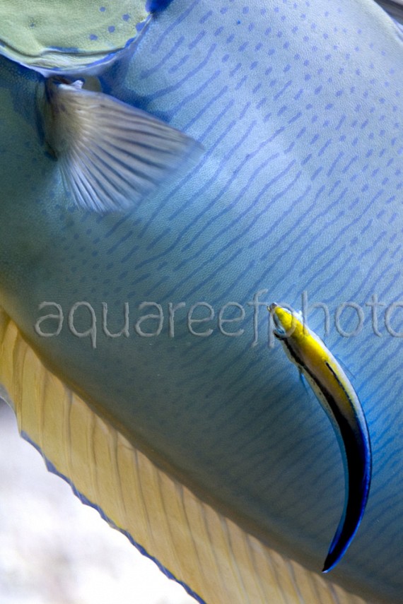 N. vlamingii & L. dimidiatus 02 « Aqua Reef Photo – Marine Photo ...
