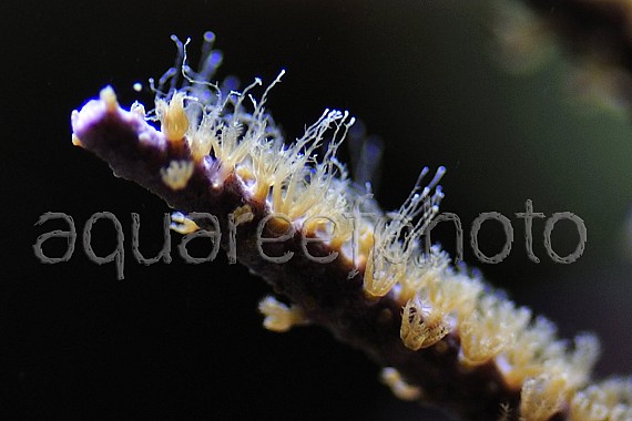Muriceopsis flavida 02 « Aqua Reef Photo – Marine Photo Database & Resource