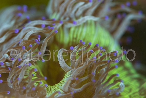 Catalaphyllia jardinei 06 « Aqua Reef Photo – Marine Photo Database ...