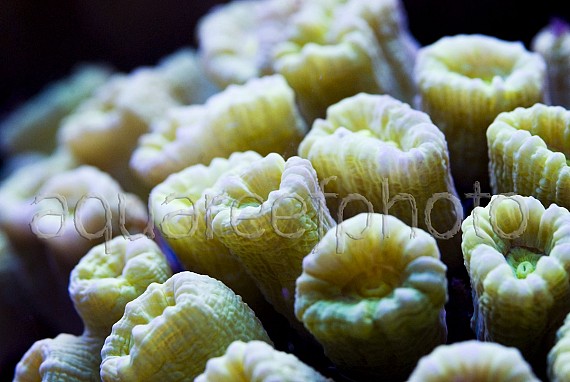 Caulastrea furcata 03 « Aqua Reef Photo – Marine Photo Database & Resource