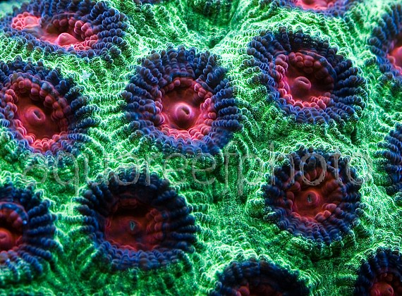 Favia speciosa 01 « Aqua Reef Photo – Marine Photo Database & Resource