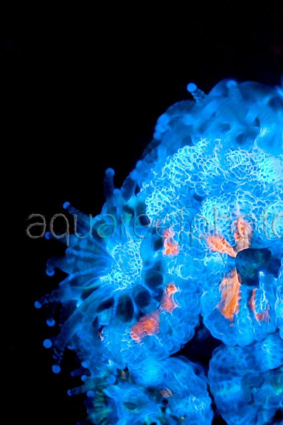 Acanthastrea lordhowensis 04 « Aqua Reef Photo – Marine Photo Database ...