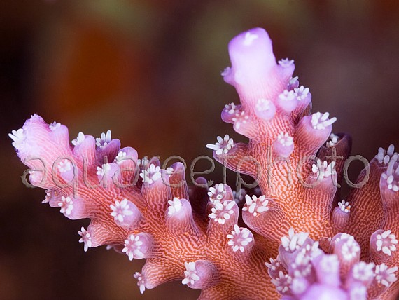 Acropora secale 02 « Aqua Reef Photo – Marine Photo Database & Resource