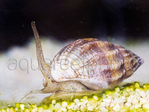 Nassarius vibex 02 « Aqua Reef Photo – Marine Photo Database & Resource