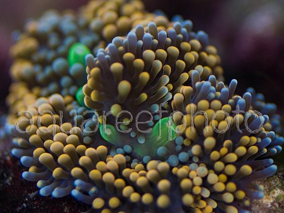 Ricordea florida 02 « Aqua Reef Photo – Marine Photo Database & Resource