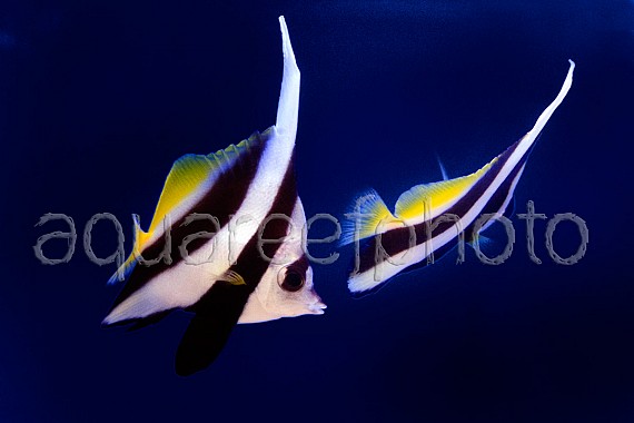 Heniochus acuminatus 01 « Aqua Reef Photo – Marine Photo Database ...