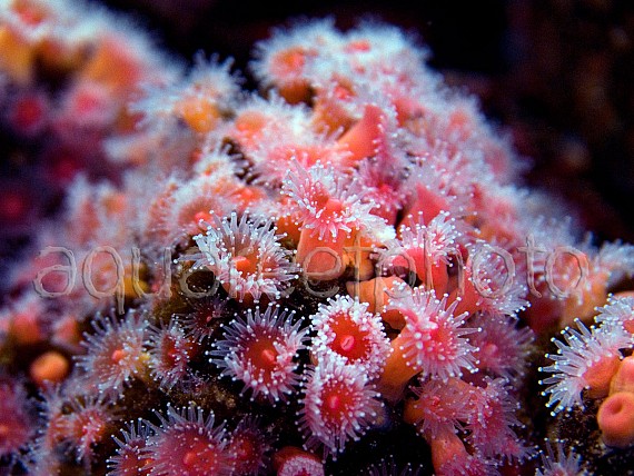 Corynactis californica 02 « Aqua Reef Photo – Marine Photo Database ...