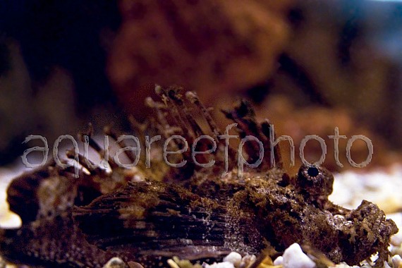 Inimicus didactylus 01 « Aqua Reef Photo – Marine Photo Database & Resource