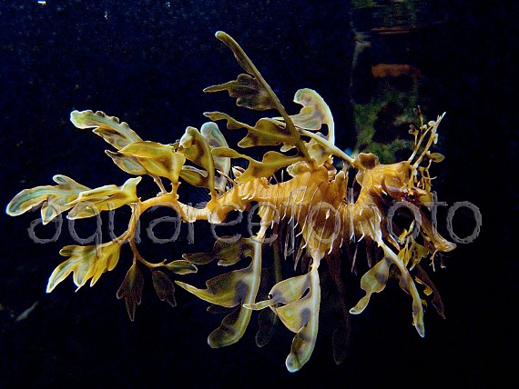 Phycodurus eques 05 « Aqua Reef Photo – Marine Photo Database & Resource