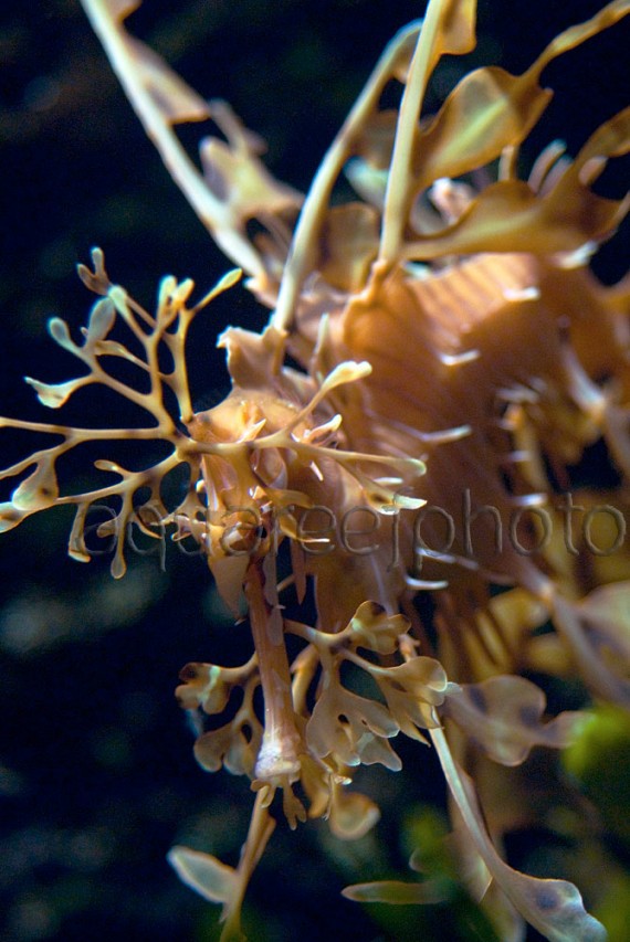 Phycodurus eques 06 « Aqua Reef Photo – Marine Photo Database & Resource