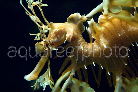 Phycodurus eques 07 « Aqua Reef Photo – Marine Photo Database & Resource