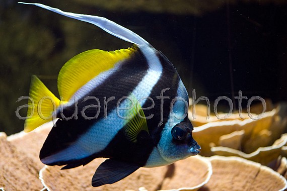 Heniochus acuminatus 02 « Aqua Reef Photo – Marine Photo Database ...