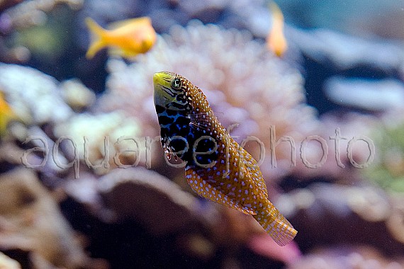Macropharyngodon bipartitus 01 « Aqua Reef Photo – Marine Photo ...