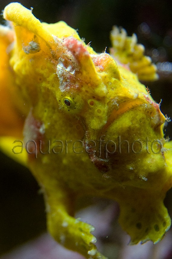 Antennarius pictus 08 « Aqua Reef Photo – Marine Photo Database & Resource