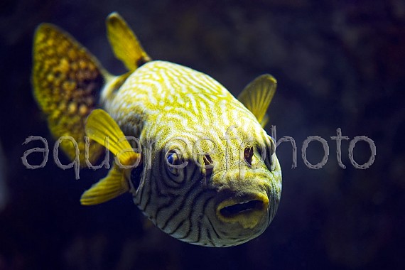 Arothron reticularis 01 « Aqua Reef Photo – Marine Photo Database ...