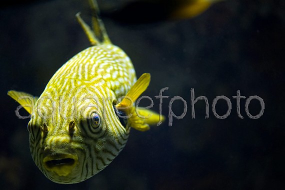 Arothron reticularis 02 « Aqua Reef Photo – Marine Photo Database ...