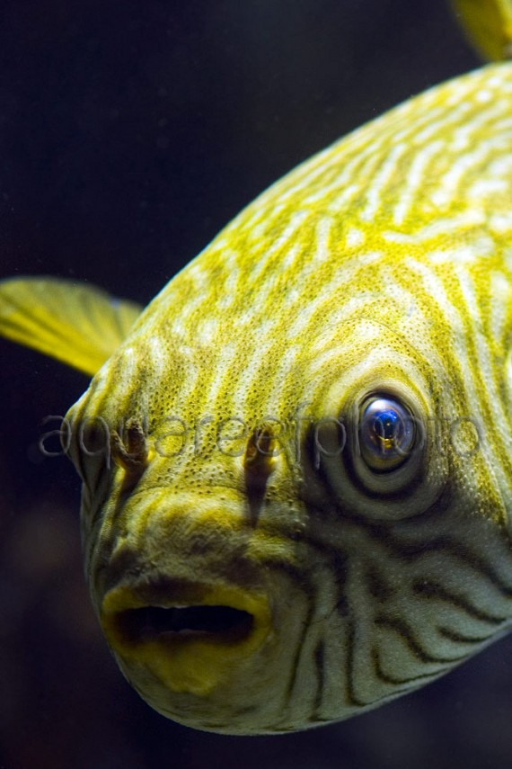 Arothron reticularis 03 « Aqua Reef Photo – Marine Photo Database ...