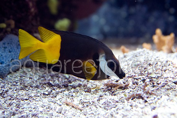 Siganus uspi 01 « Aqua Reef Photo – Marine Photo Database & Resource