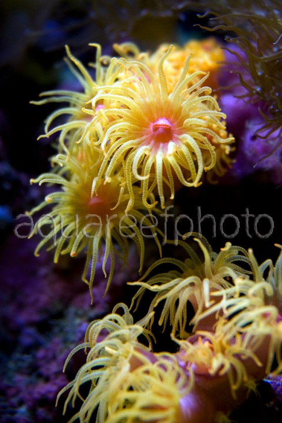 Dendrophyllia cornigera 01 « Aqua Reef Photo – Marine Photo Database ...