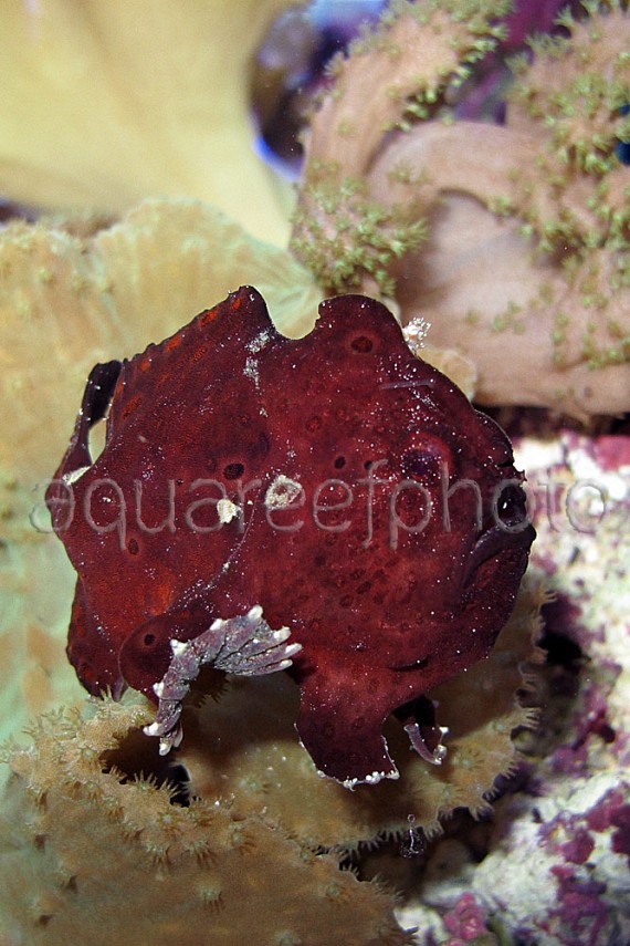 Antennarius pictus 10 « Aqua Reef Photo – Marine Photo Database & Resource