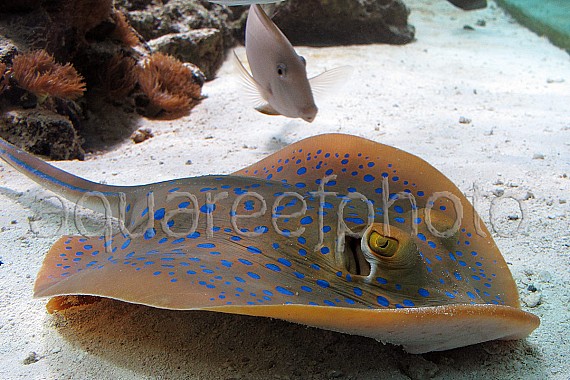 Taeniura lymma 01 « Aqua Reef Photo – Marine Photo Database & Resource