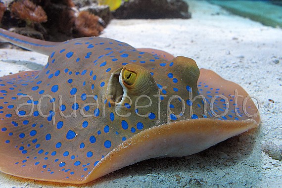 Taeniura lymma 02 « Aqua Reef Photo – Marine Photo Database & Resource