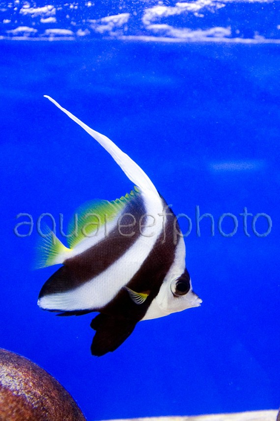 Heniochus acuminatus 03 « Aqua Reef Photo – Marine Photo Database ...