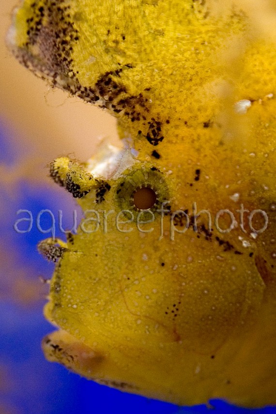Taenianotus triacanthus 02 « Aqua Reef Photo – Marine Photo Database ...