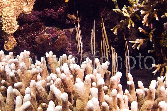 Aeoliscus strigatus 03 « Aqua Reef Photo – Marine Photo Database & Resource