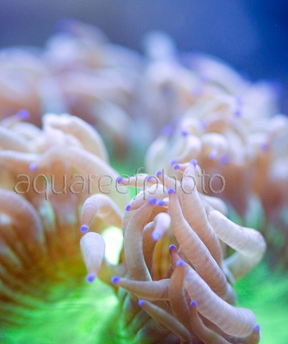 Catalaphyllia jardinei 07 « Aqua Reef Photo – Marine Photo Database ...