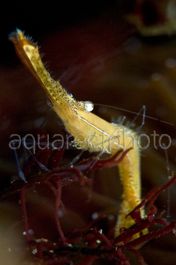 Leander plumosus 01 « Aqua Reef Photo – Marine Photo Database & Resource