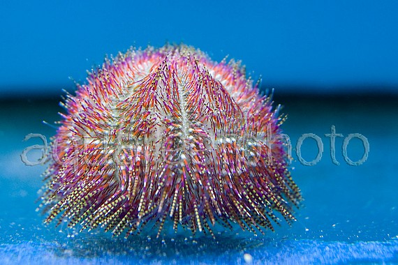 Salmacis bicolor 01 « Aqua Reef Photo – Marine Photo Database & Resource